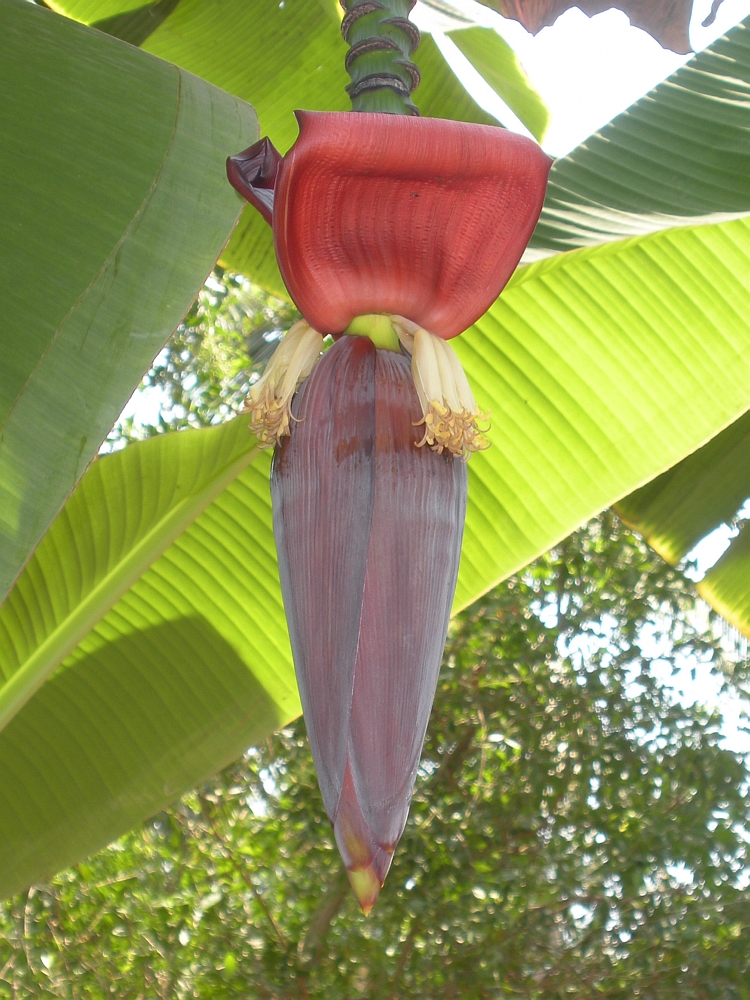 ≫ Cómo plantar y cuidar una bananera | Como-plantar.org