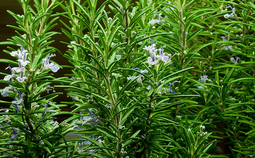 ≫ Plantar rosmarinus officinalis o romero en nuestro jardín | Como ...