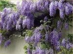 ≫ Glicinia o Wisteria:Plantación, cultivo y cuidados | Como-plantar.org