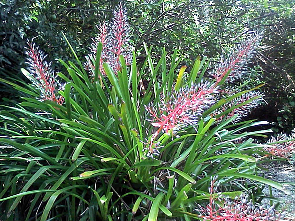 ≫ Bromelia Portea. Descripción | Como-plantar.org