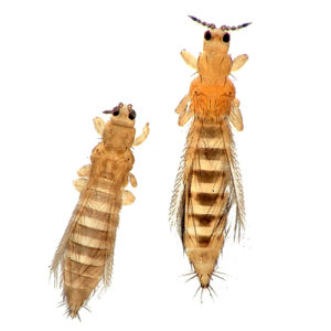 ≫ Cómo Identificar y Deshacerse de los Trips | Como-plantar.org