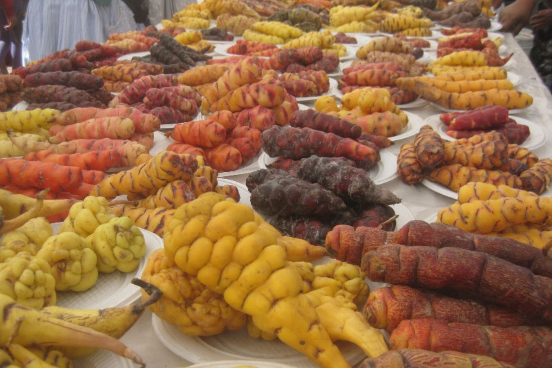 ≫ Planta de Mashua: Características y Propiedades Medicinales | Como ...