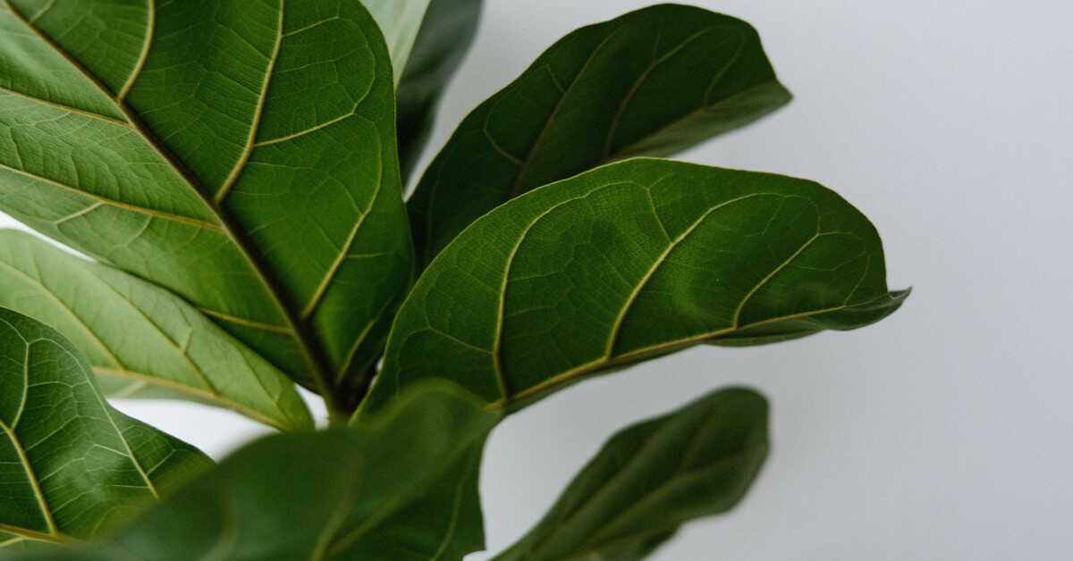 ≫ ¿Cómo podar un Ficus robusta? | Como-plantar.org