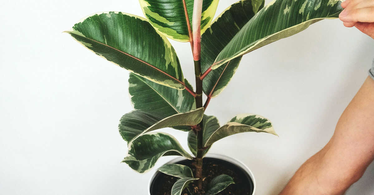 ≫ ¿Cómo podar un Ficus robusta? | Como-plantar.org