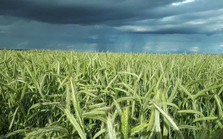 ≫ El centeno, guía para su cultivo | Como-plantar.org