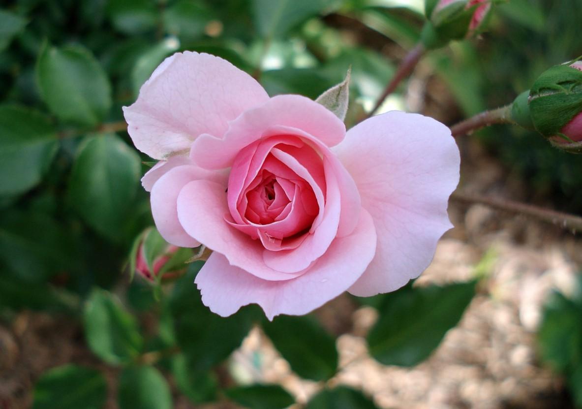 ≫ Las Rosáceas: características, cultivo y beneficios | Como-plantar.org