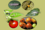 ≫ El Cultivo del Tomate: Guía Completa | Como-plantar.org