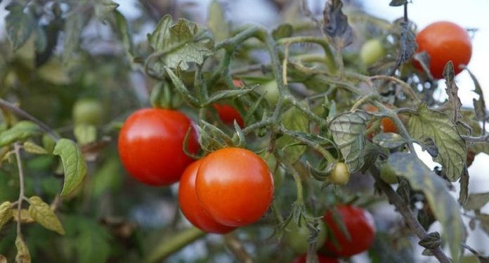 ≫ Pulgón Rojo del Tomate: Cómo combatirlo de forma ecológica y efectiva ...