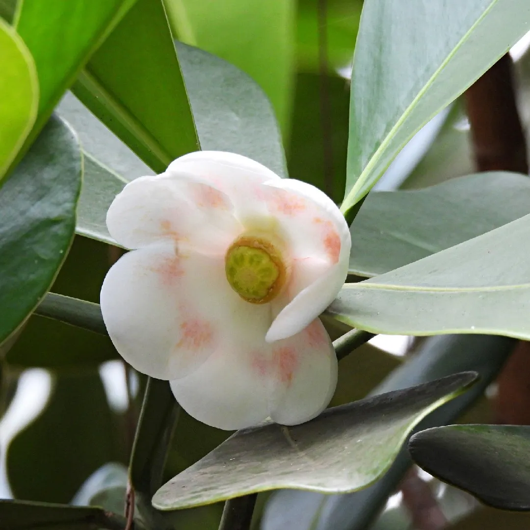 ≫ Clusia: características, cuidados y usos en jardinería | Como-plantar.org